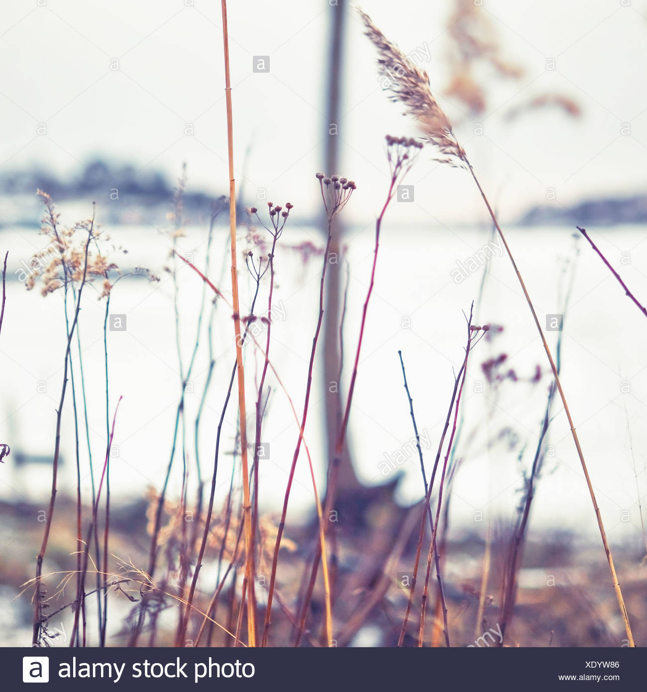 Reed And Stem High Resolution Stock Photography and Images - Alamy