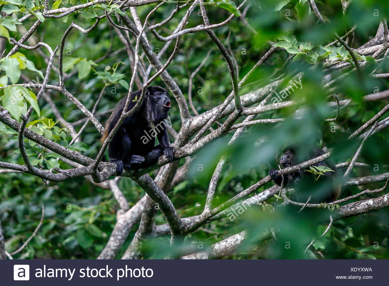Golden Mantled Howler Monkey High Resolution Stock Photography and ...