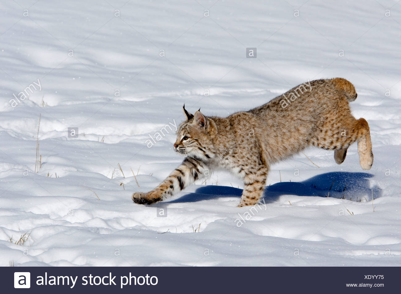 Adult Bobcat Lynx Rufus High Resolution Stock Photography and Images ...