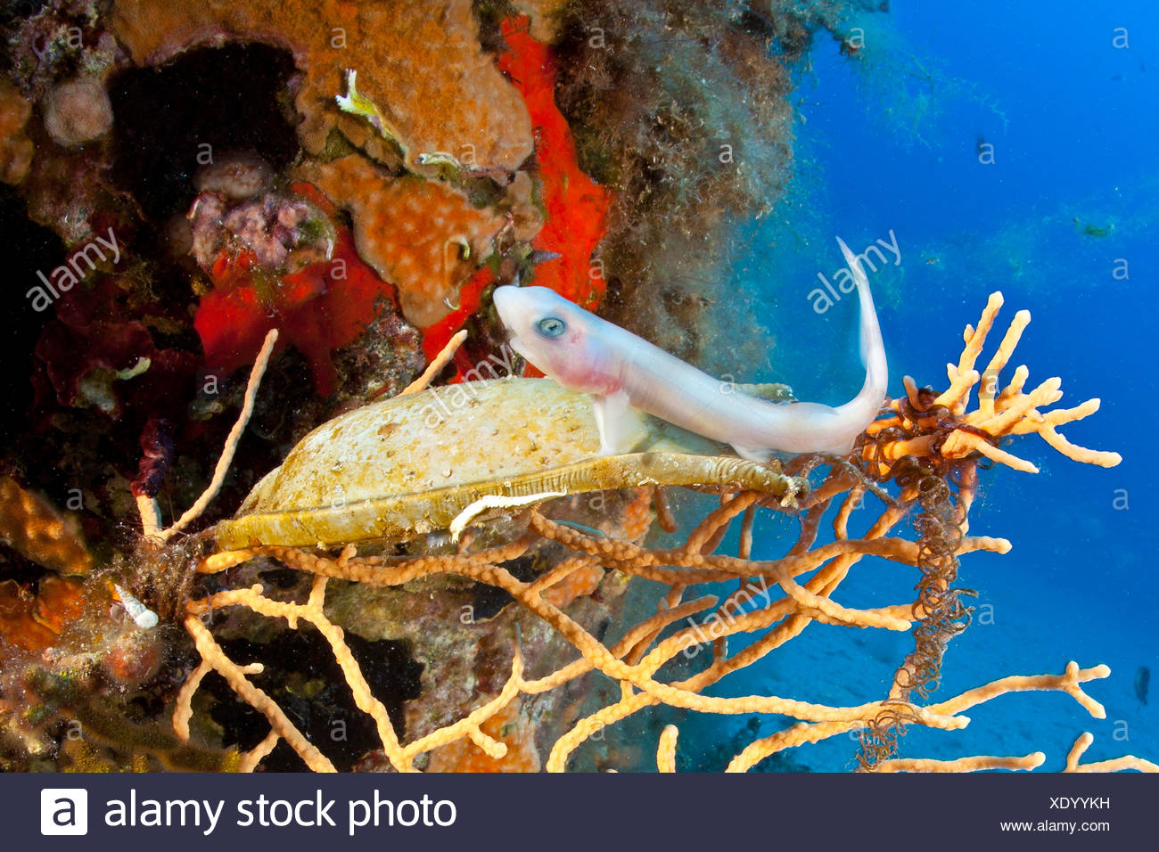 Freshly Hatched High Resolution Stock Photography and Images - Alamy