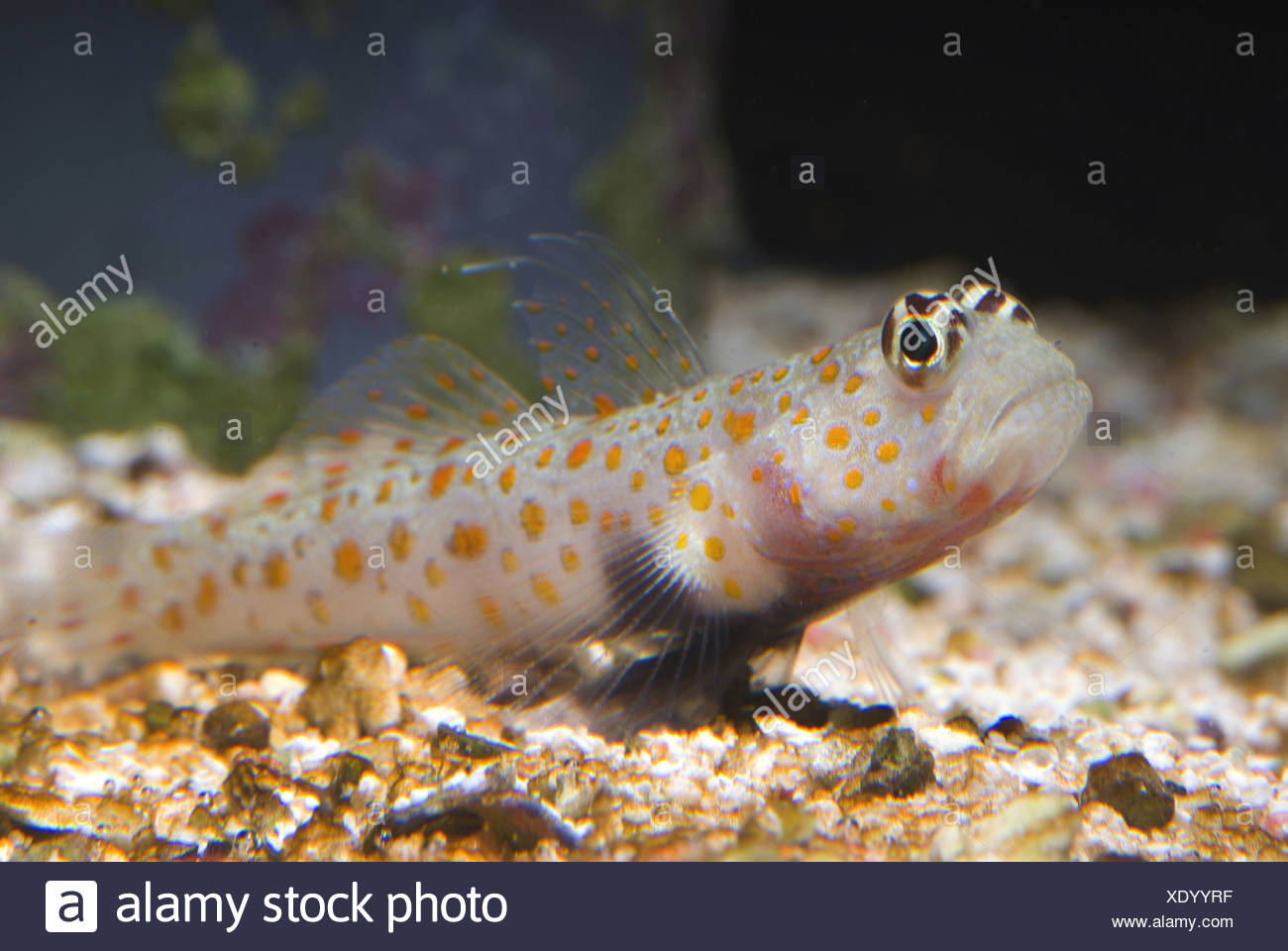 Prawn Gobies High Resolution Stock Photography and Images - Alamy