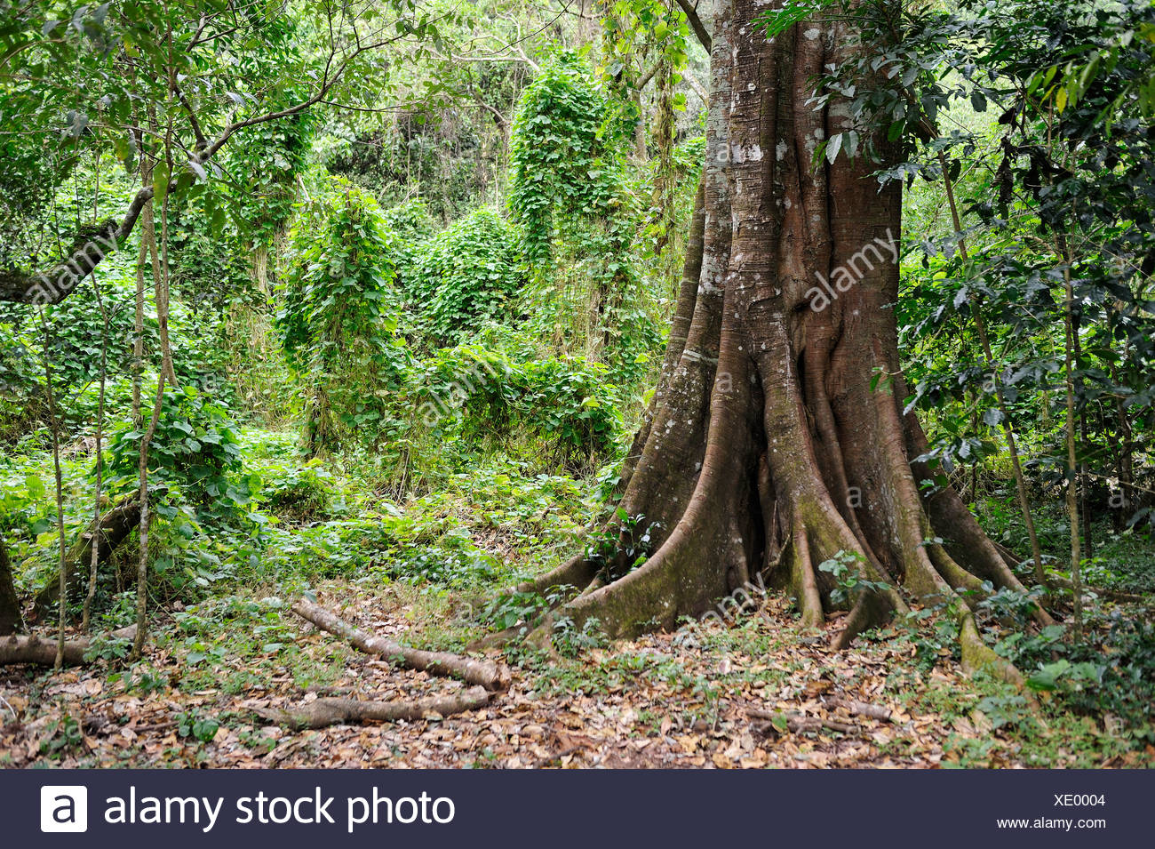 Thick Tropical Forest High Resolution Stock Photography and Images - Alamy