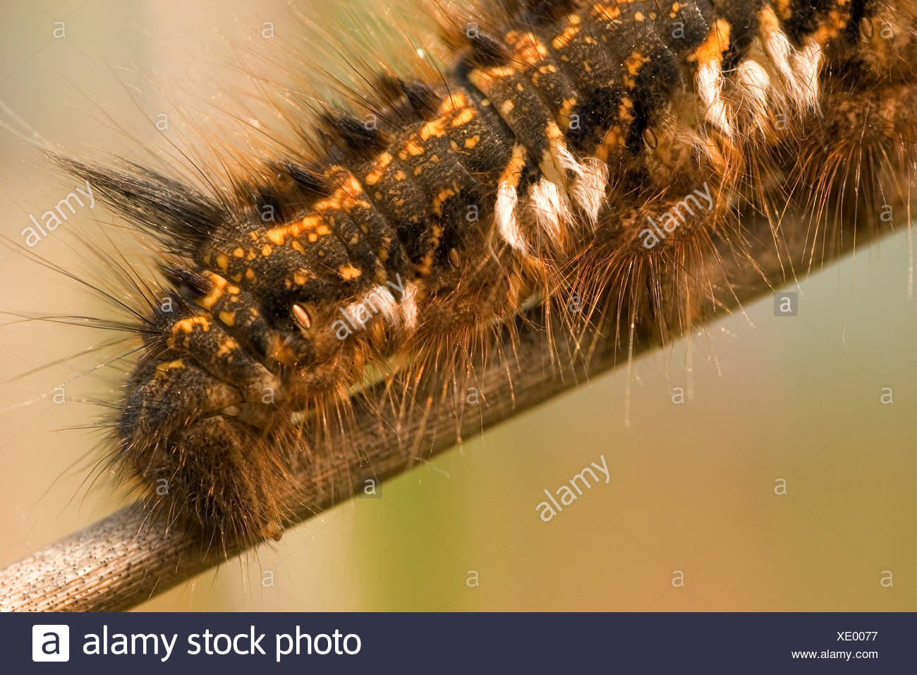 Rups Van De Rietvink High Resolution Stock Photography and Images - Alamy