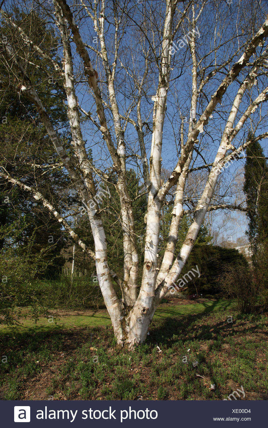 Himalayan Birch Tree Stock Photos & Himalayan Birch Tree Stock Images ...