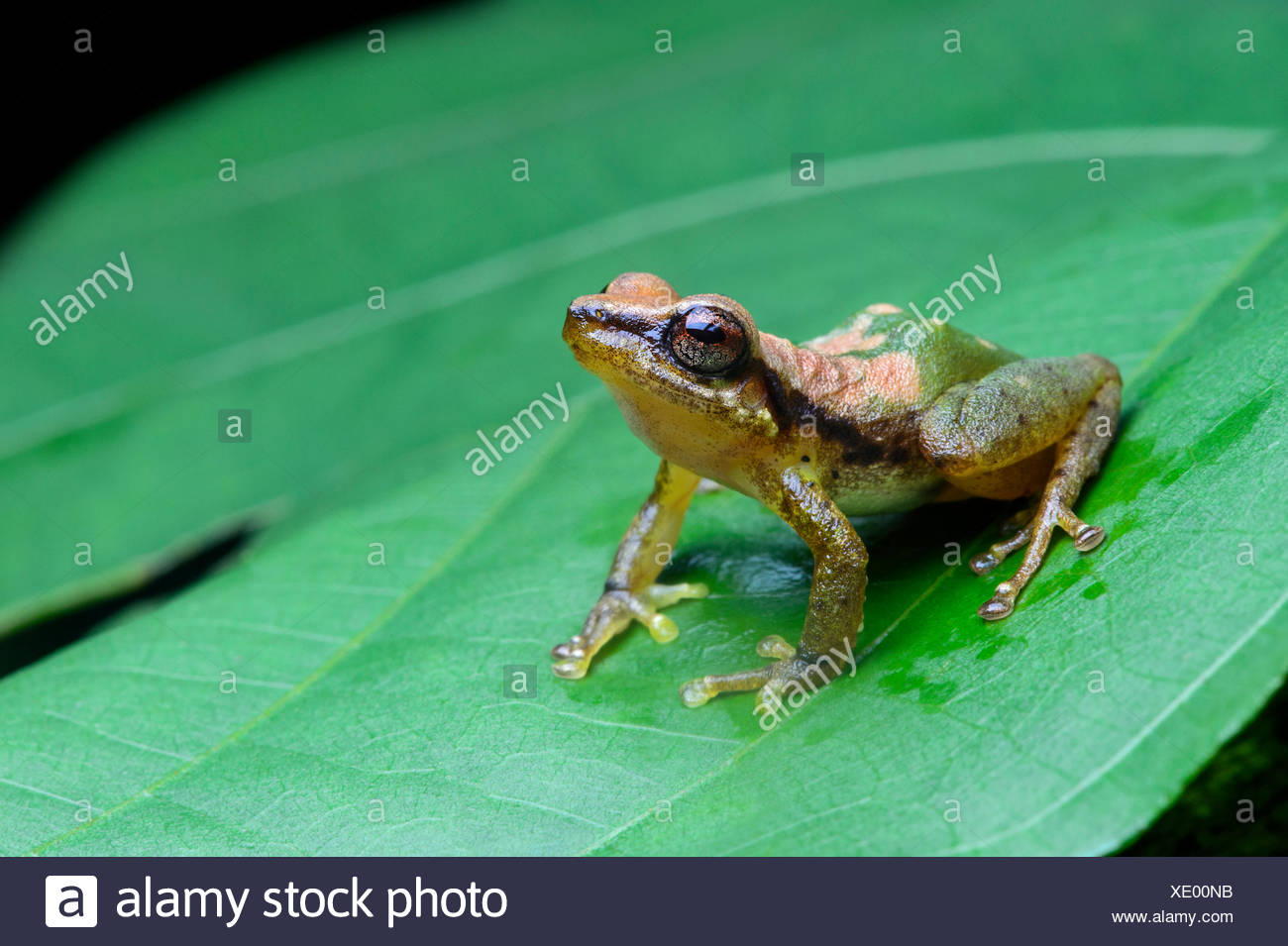 Craugastoridae High Resolution Stock Photography and Images - Alamy