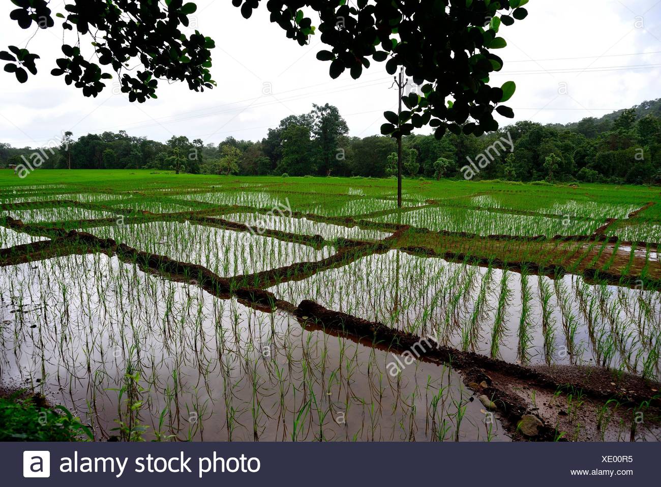 Paddy Field Goa High Resolution Stock Photography and Images - Alamy