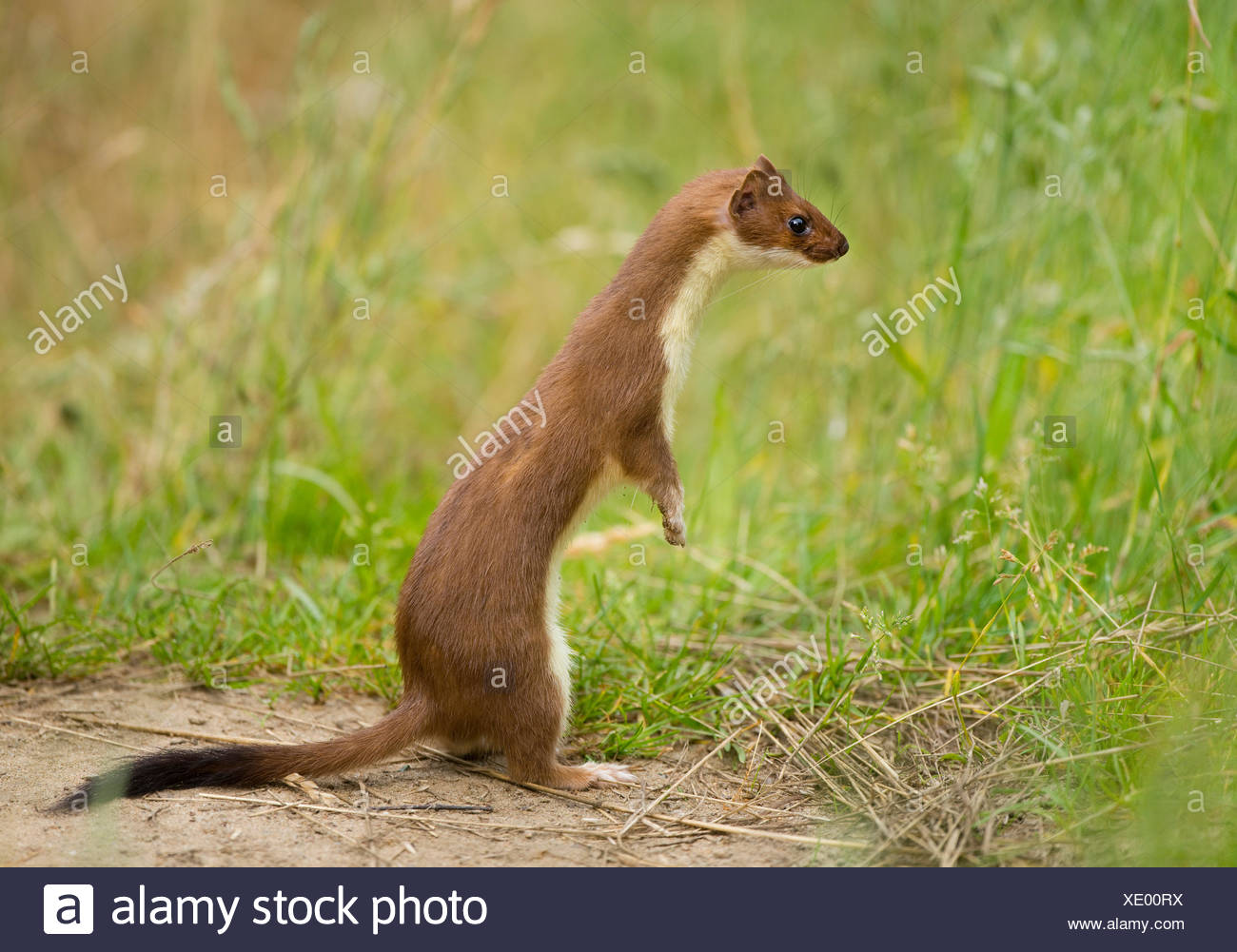Stoat Stock Photos & Stoat Stock Images - Alamy
