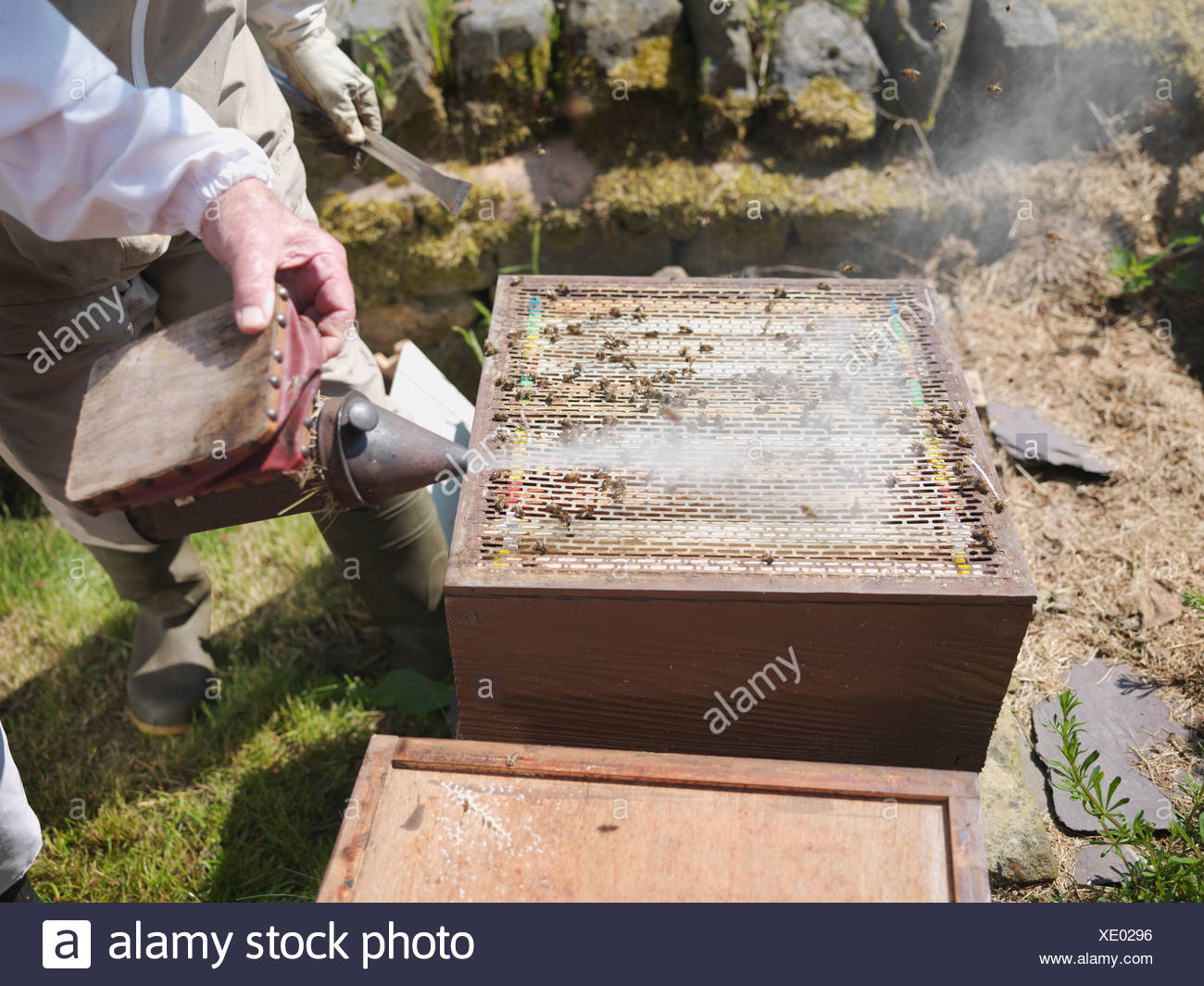 Hive Stock Photos & Hive Stock Images - Alamy