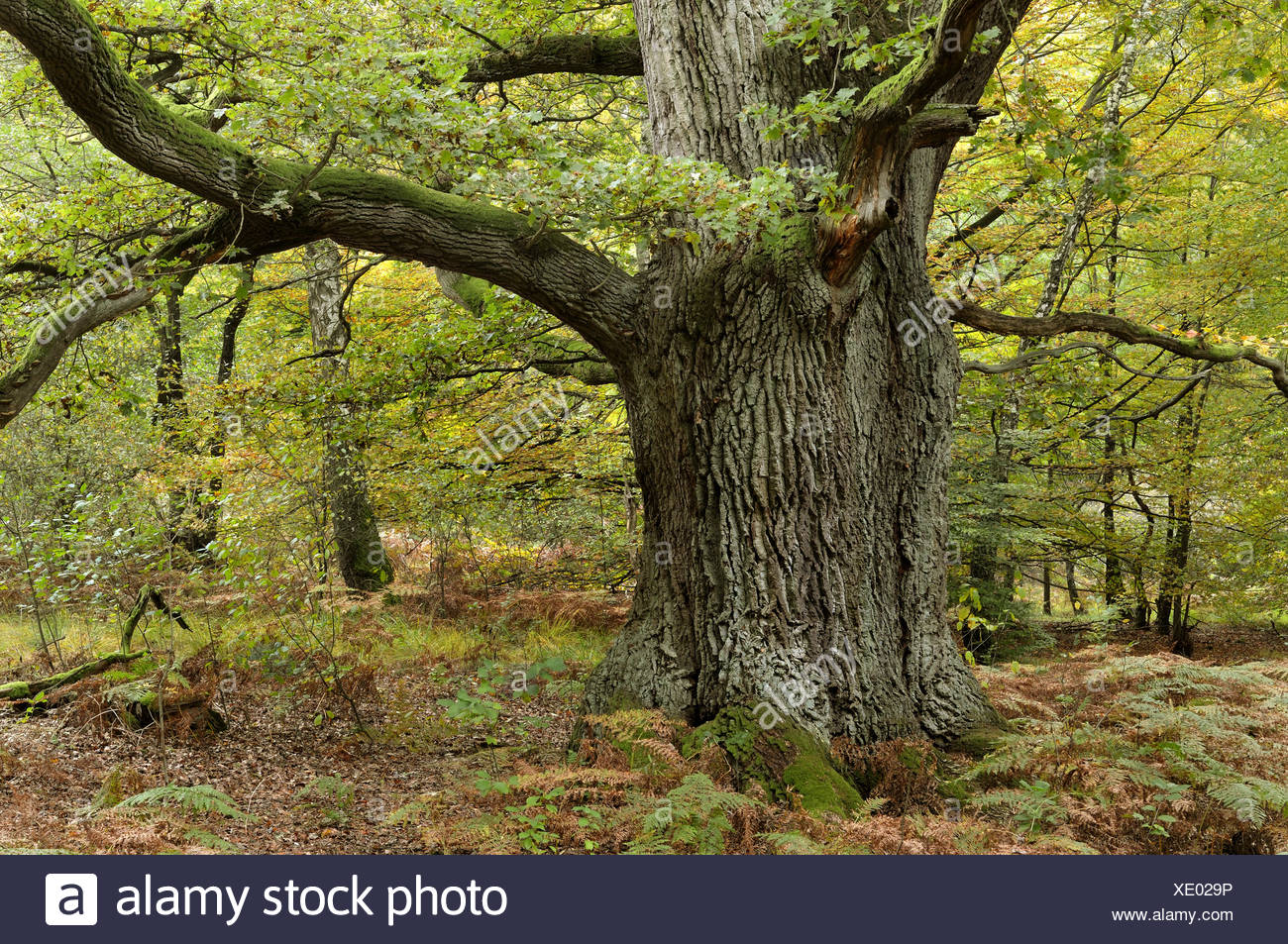 Oak Tree Ecosystem High Resolution Stock Photography and Images - Alamy