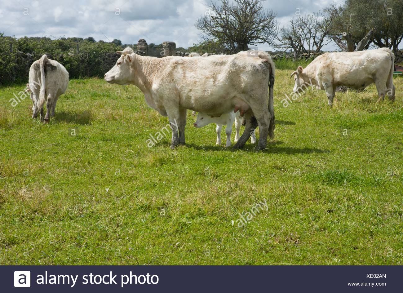 Charolais Breed Cattle High Resolution Stock Photography and Images - Alamy