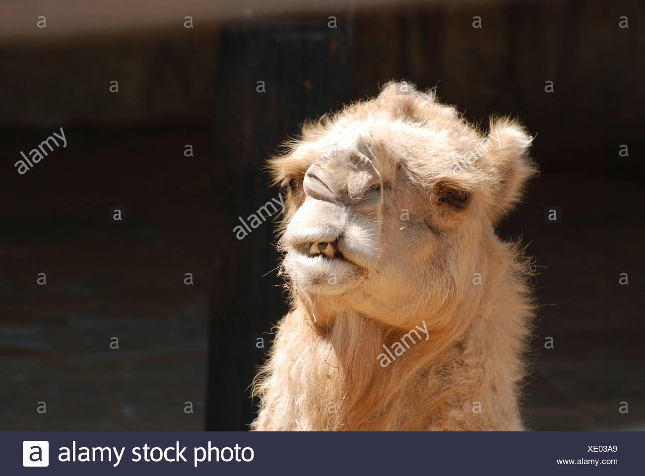 Facing Frontal View Portrait High Resolution Stock Photography and ...