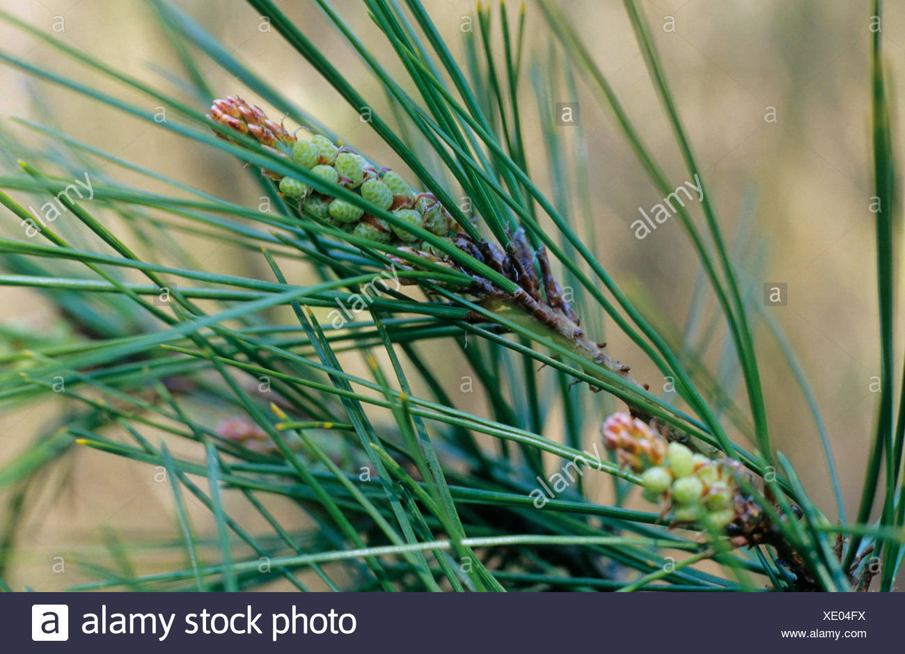 Male Pine Tree Flower Pine High Resolution Stock Photography and Images ...