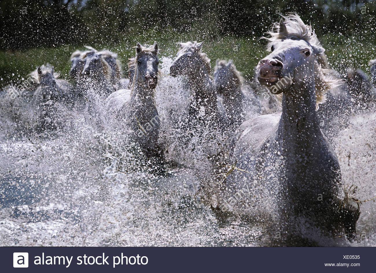 Horse Running Through Water High Resolution Stock Photography and ...