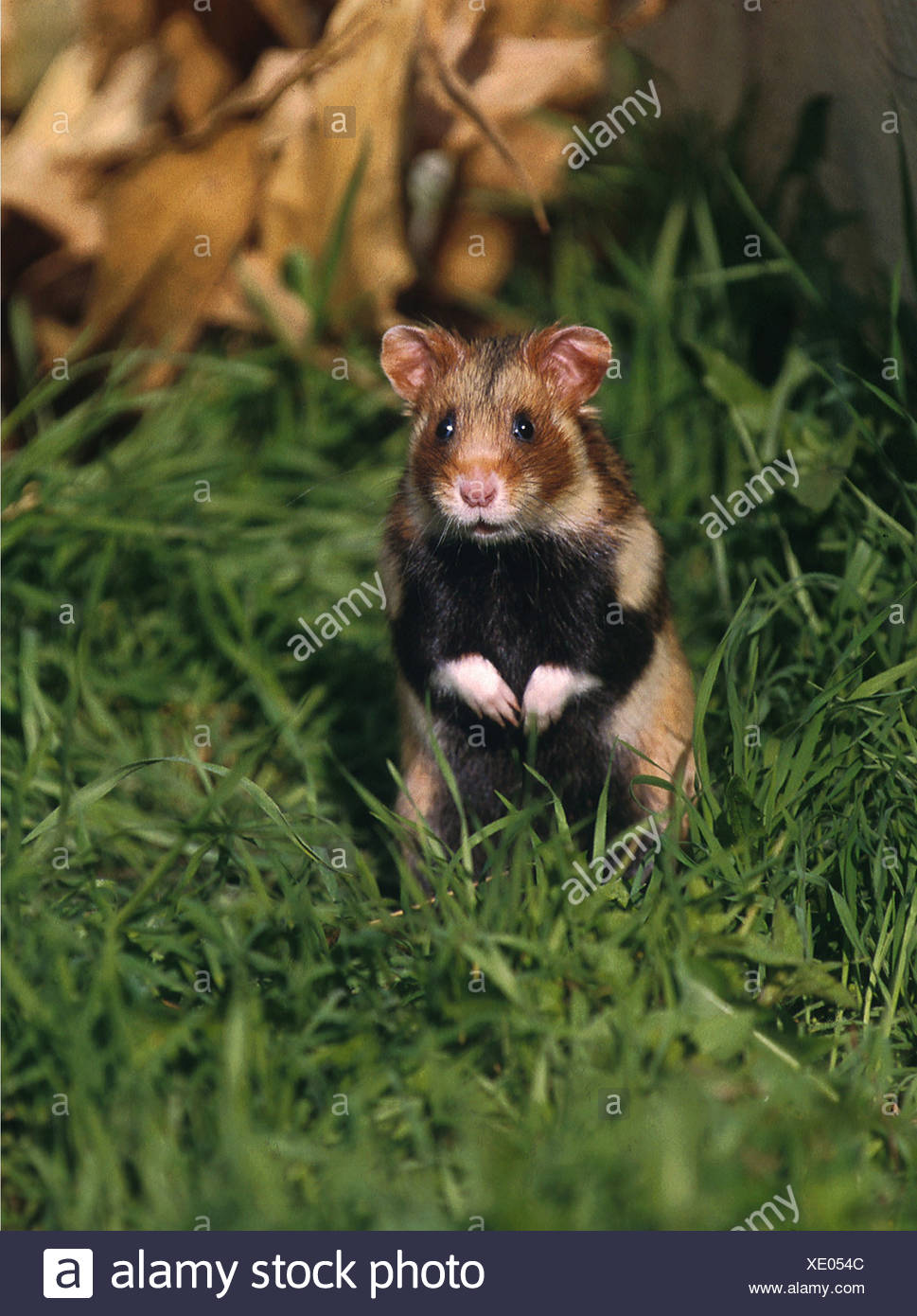 Hamster Feet Stock Photos & Hamster Feet Stock Images - Alamy