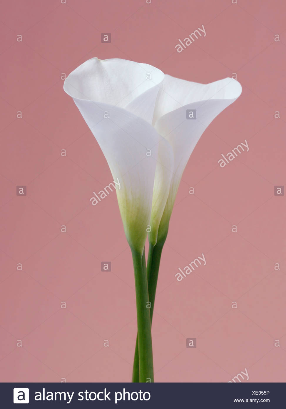 Zantedeschia Species High Resolution Stock Photography and Images - Alamy