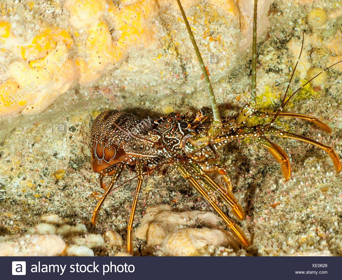 Spiny Lobster Stock Photos & Spiny Lobster Stock Images - Alamy