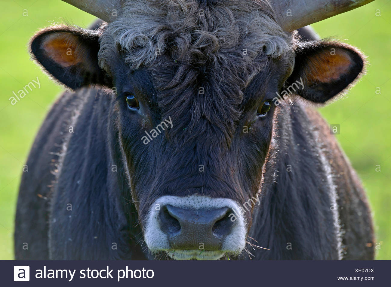 Heck Cattle Bull And Cow High Resolution Stock Photography and Images ...
