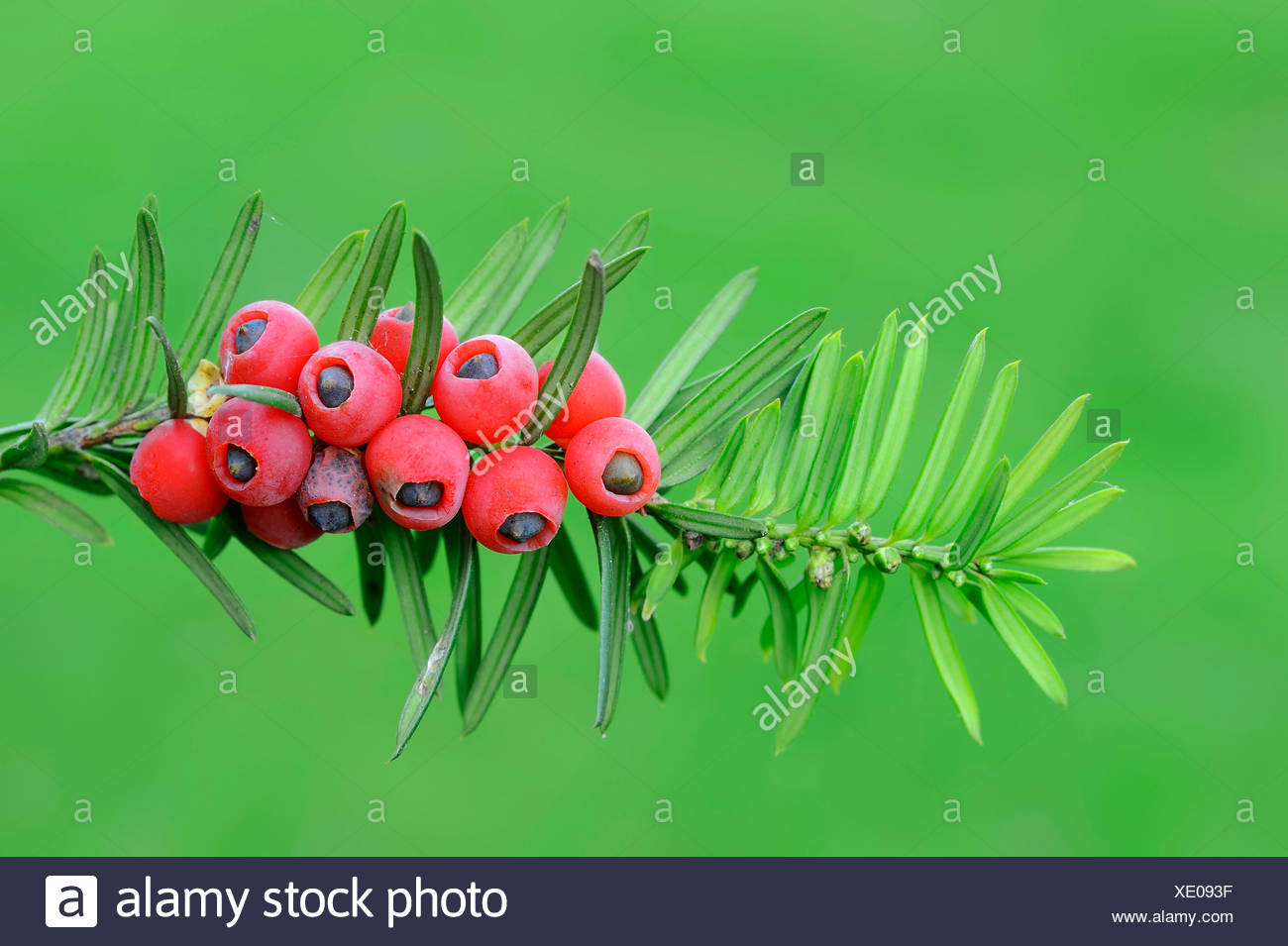 Fruits Taxus Baccata High Resolution Stock Photography and Images - Alamy