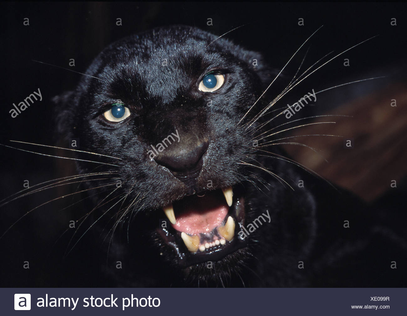 Black Panther Snarling High Resolution Stock Photography and Images - Alamy