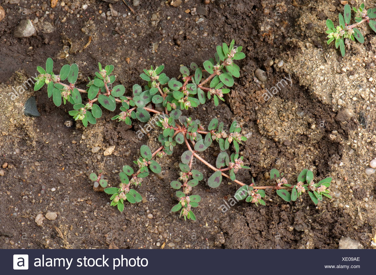Prostrate Species High Resolution Stock Photography and Images - Alamy