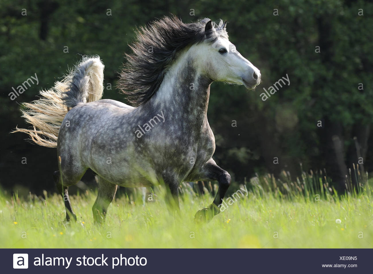 Dappled Gray Stallion High Resolution Stock Photography and Images - Alamy