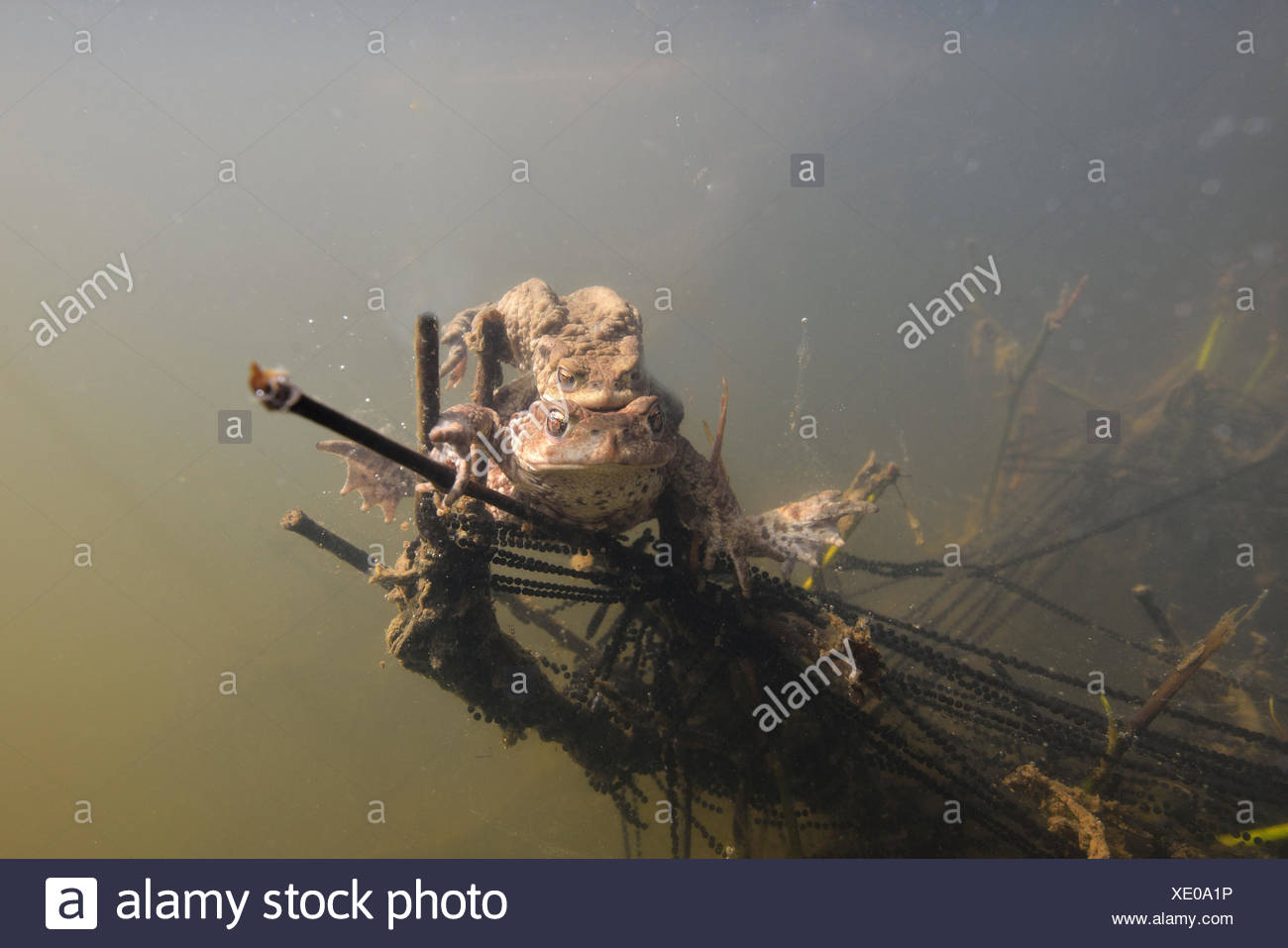Toads Mating In Water High Resolution Stock Photography and Images - Alamy