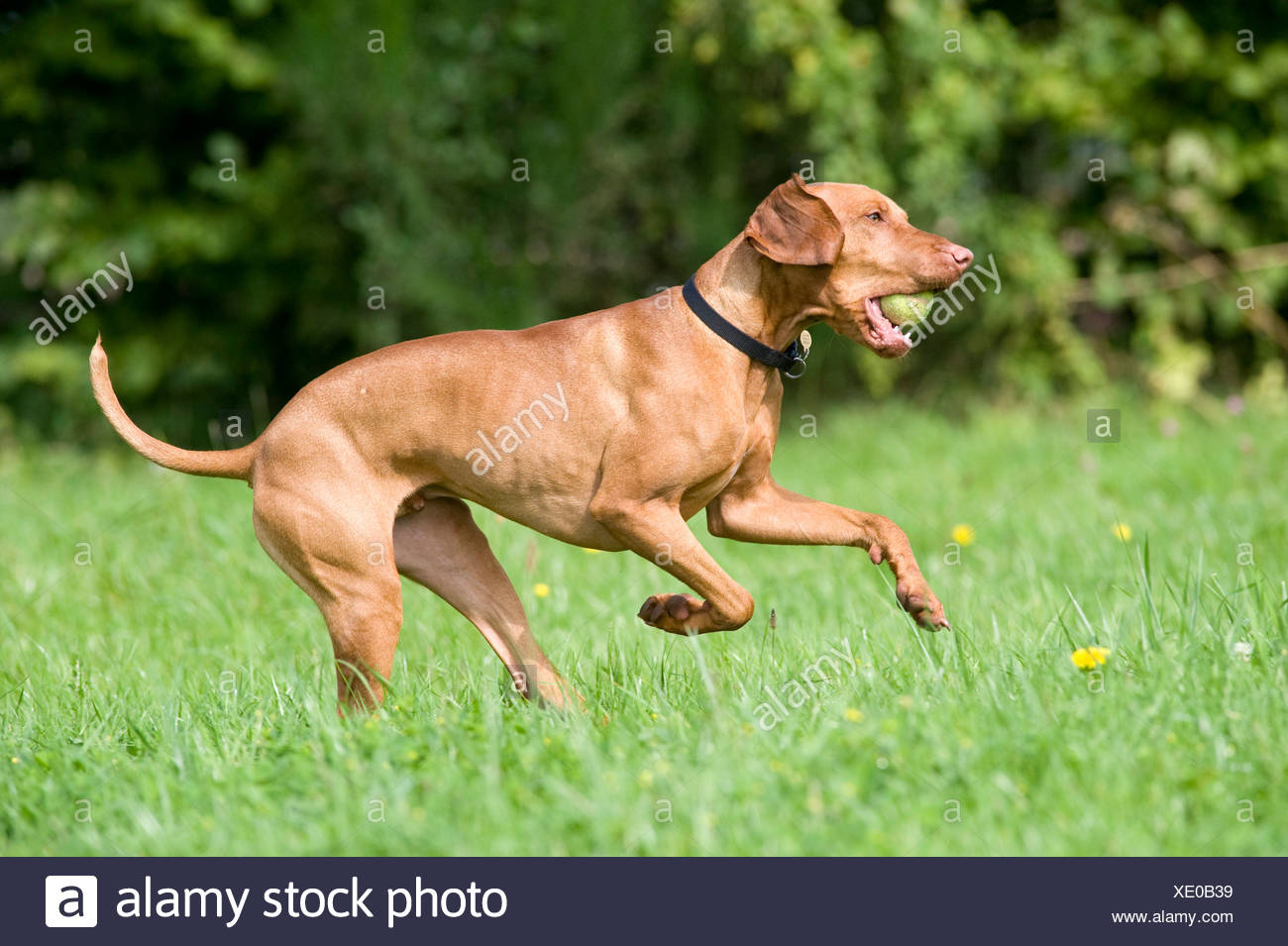 Hungarian Vizsla High Resolution Stock Photography and Images - Alamy