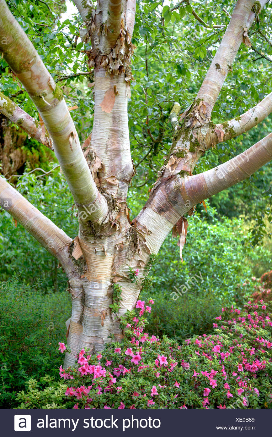 Downy Birch Uk High Resolution Stock Photography and Images - Alamy