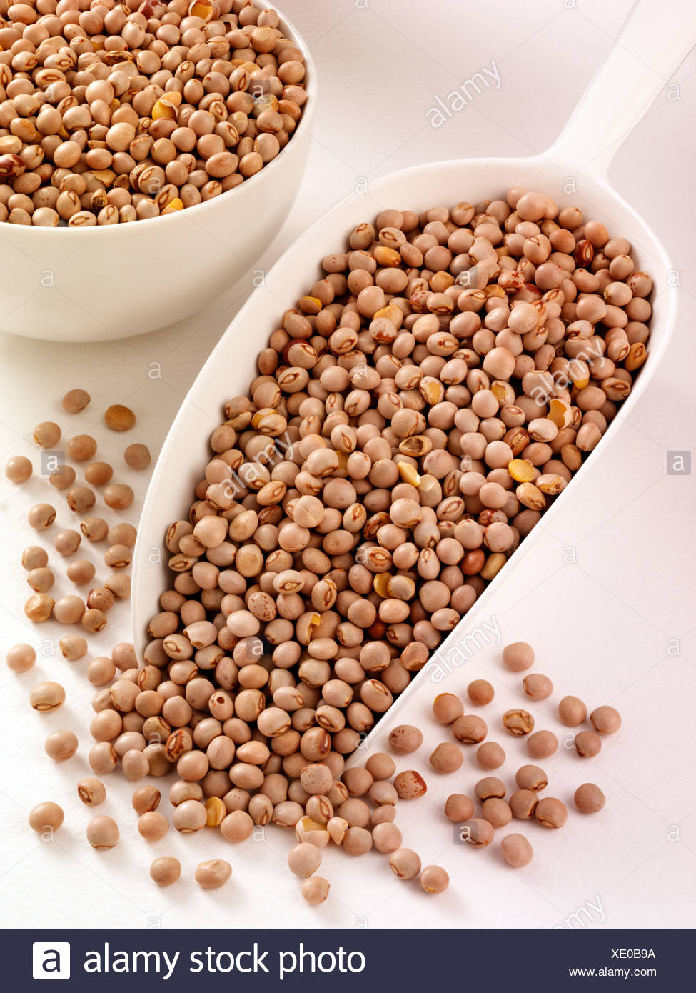 Congo Pea High Resolution Stock Photography and Images - Alamy