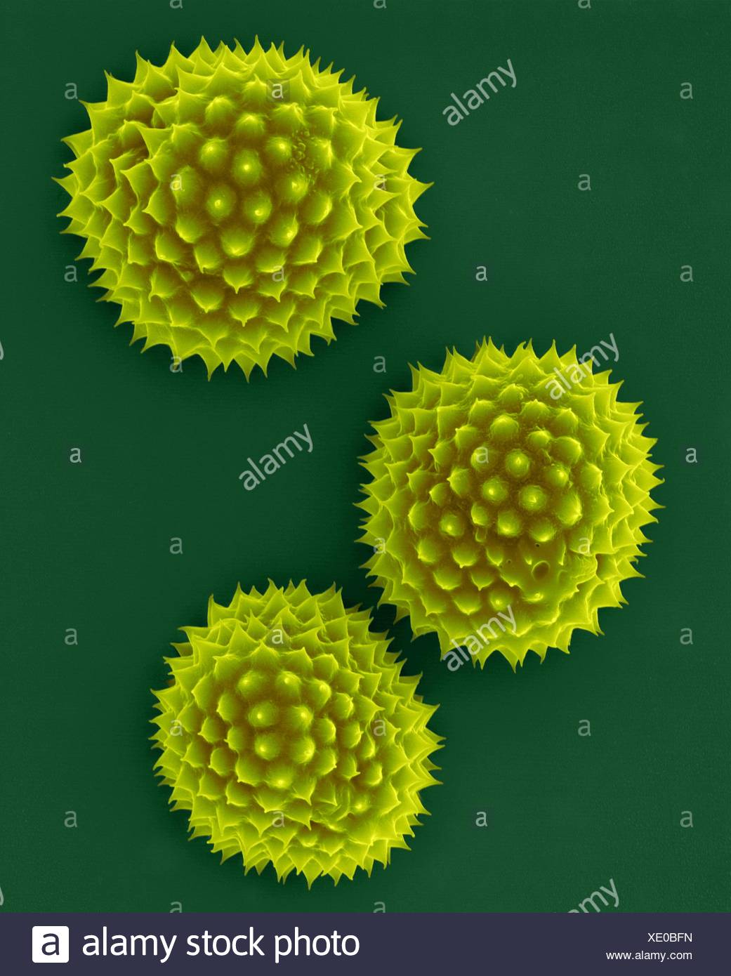 Ragweed Plant High Resolution Stock Photography and Images - Alamy