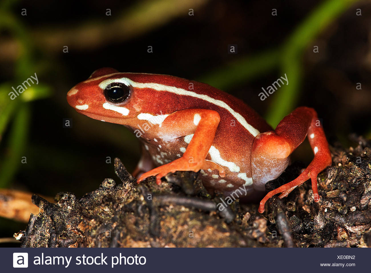 Epipedobates Tricolor Epipedobates High Resolution Stock Photography ...