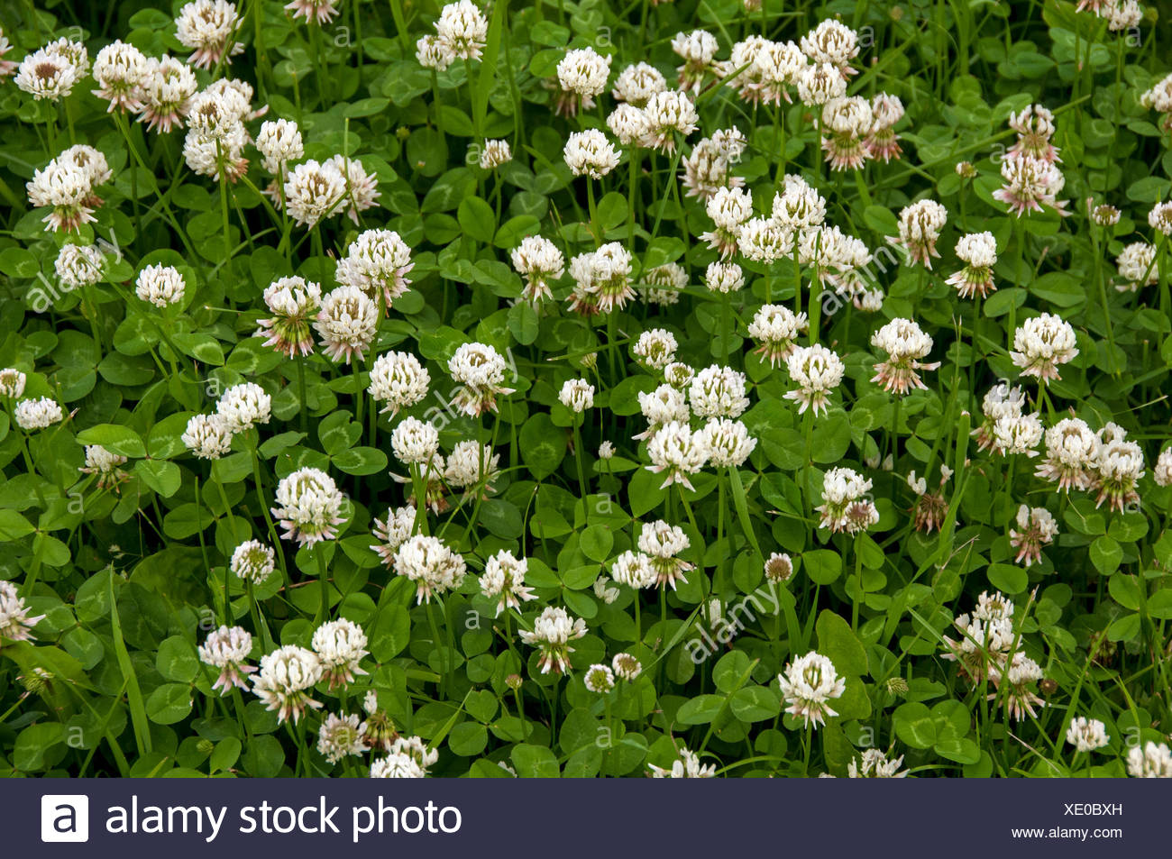 Clover Lawn High Resolution Stock Photography and Images - Alamy