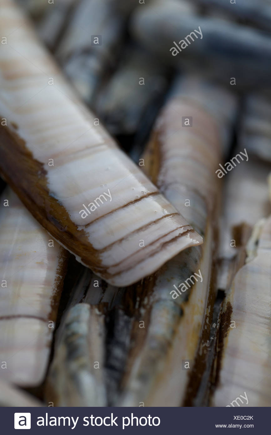 Razor Fish High Resolution Stock Photography and Images - Alamy