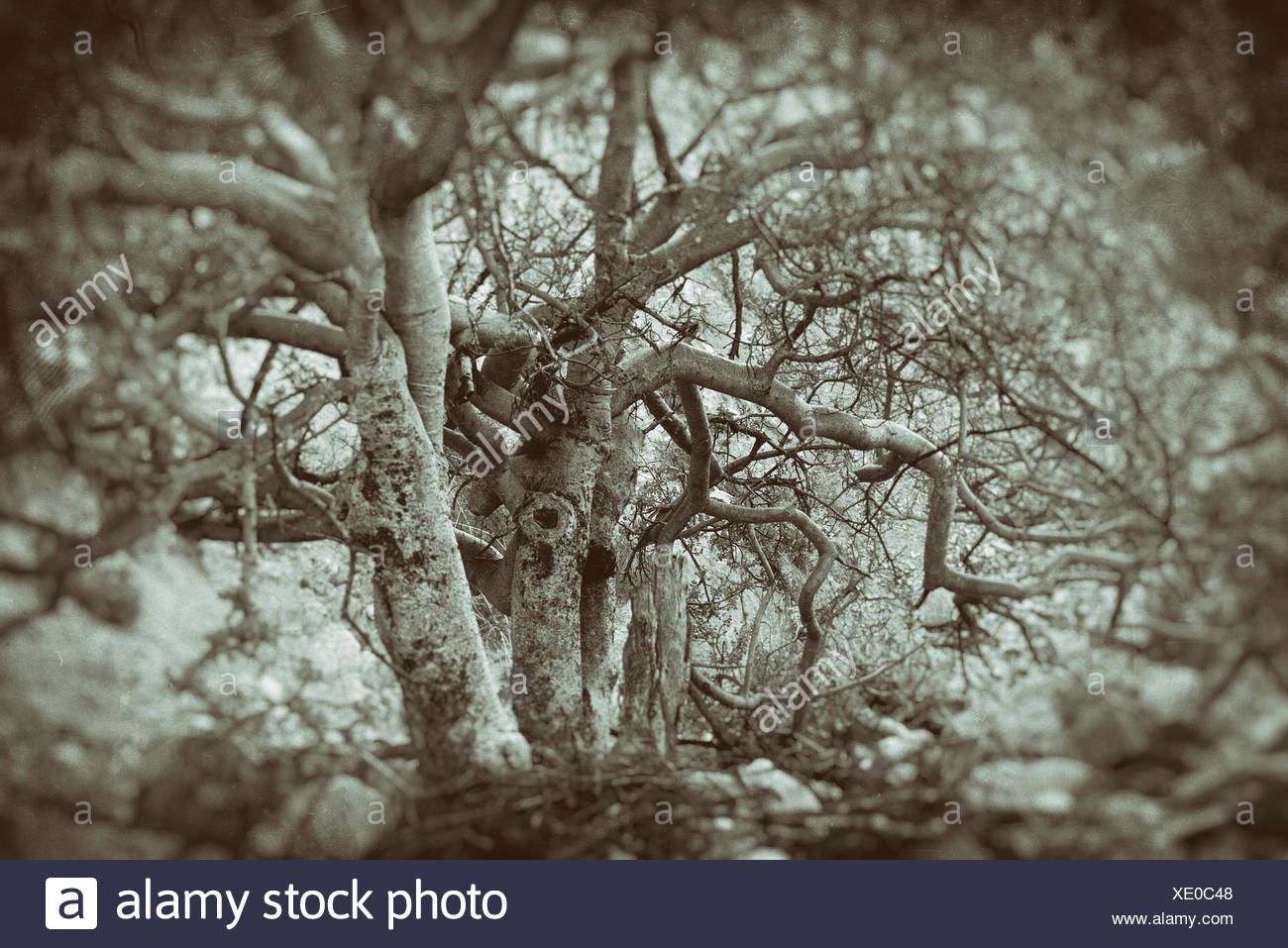 Baja Tree High Resolution Stock Photography and Images - Alamy