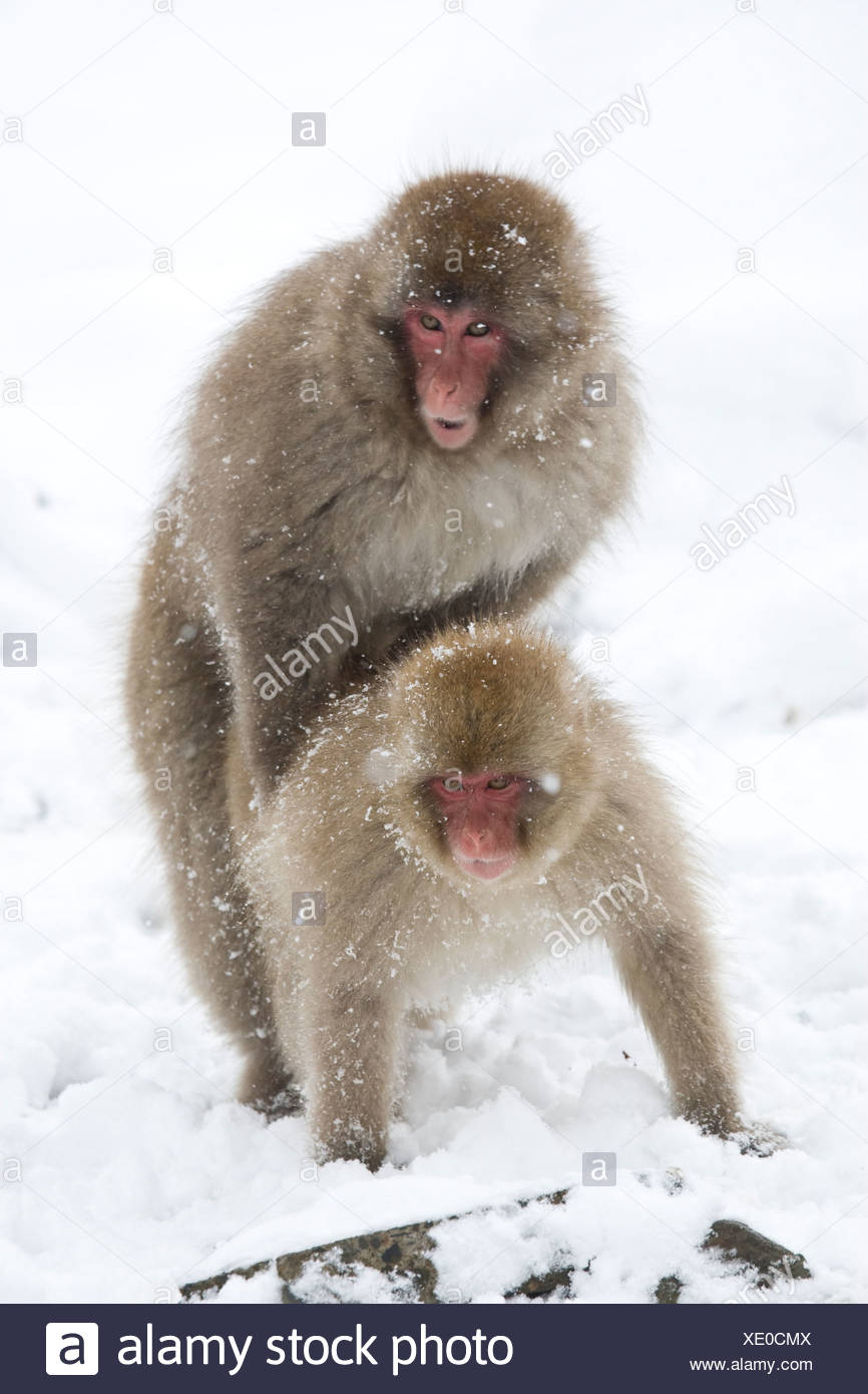 Dominance Monkey Stock Photos & Dominance Monkey Stock Images - Alamy
