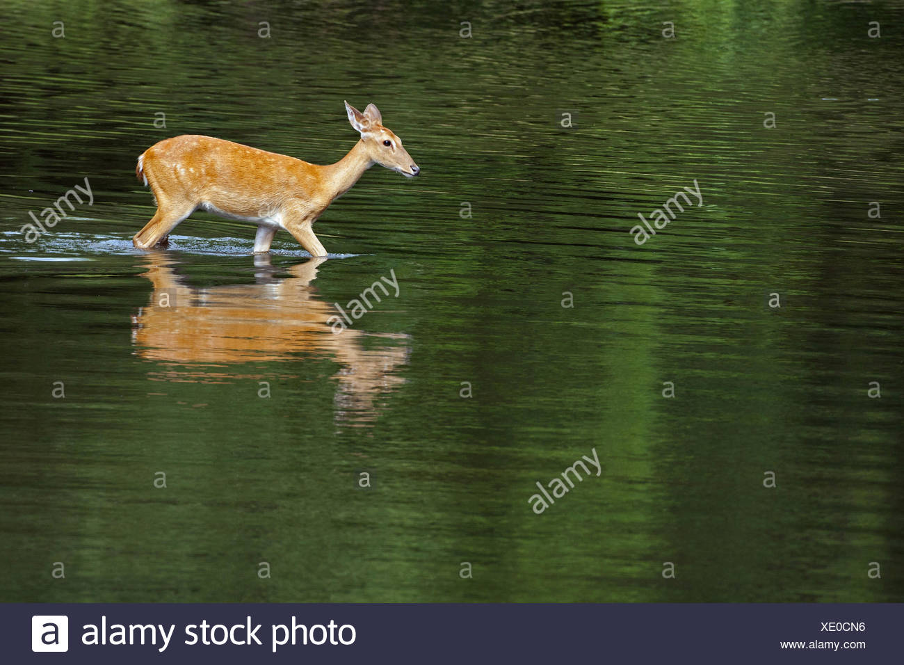 Cervus Eldii High Resolution Stock Photography and Images - Alamy