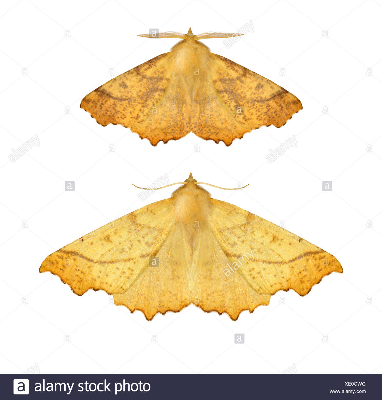 Thorn Moths High Resolution Stock Photography and Images - Alamy