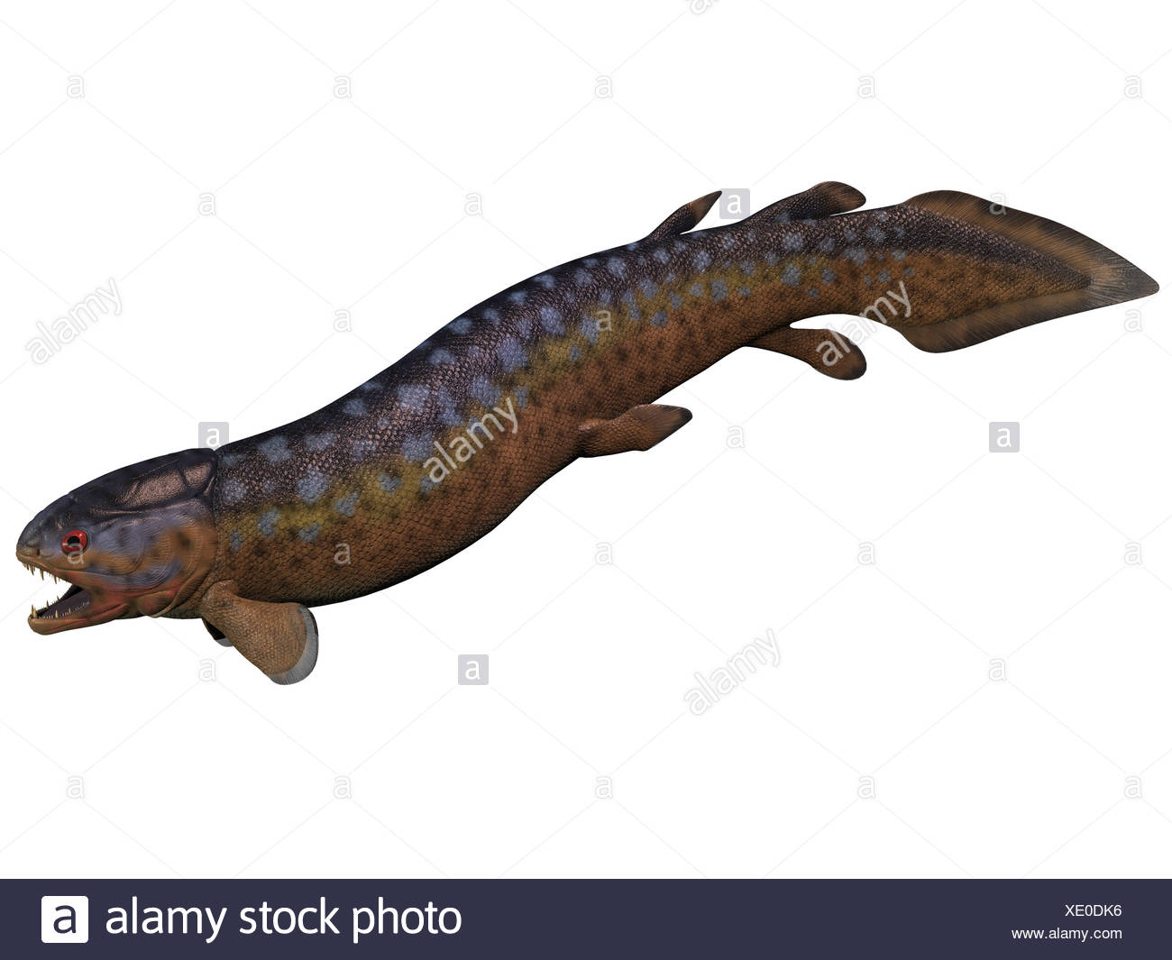 Lobe Finned Fish Stock Photos & Lobe Finned Fish Stock Images - Alamy