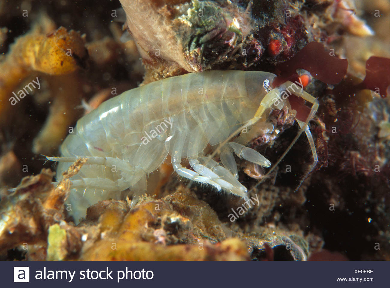 Gammaridae High Resolution Stock Photography and Images - Alamy
