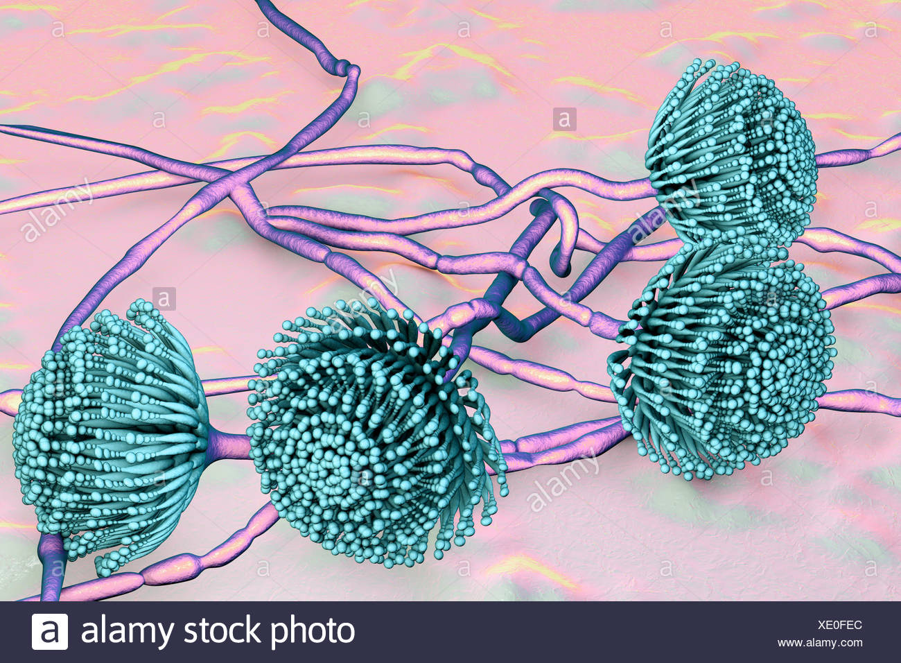 Aspergillus Fungus Stock Photos & Aspergillus Fungus Stock Images - Alamy