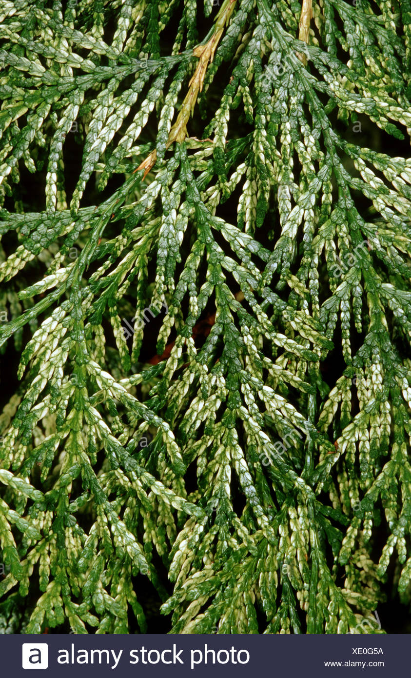 Thuja Eastern High Resolution Stock Photography and Images - Alamy