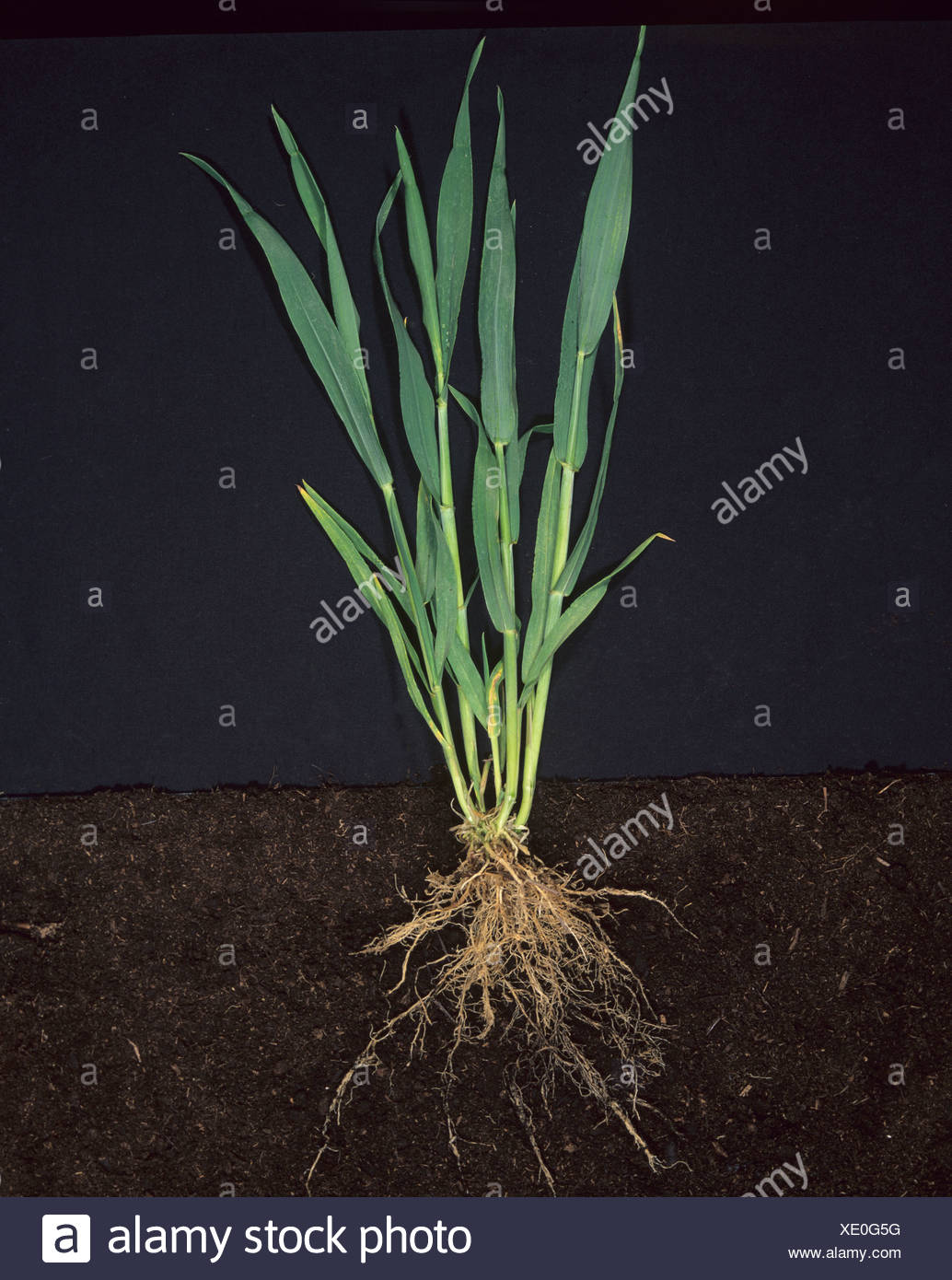 Wheat Plant Roots High Resolution Stock Photography and Images - Alamy