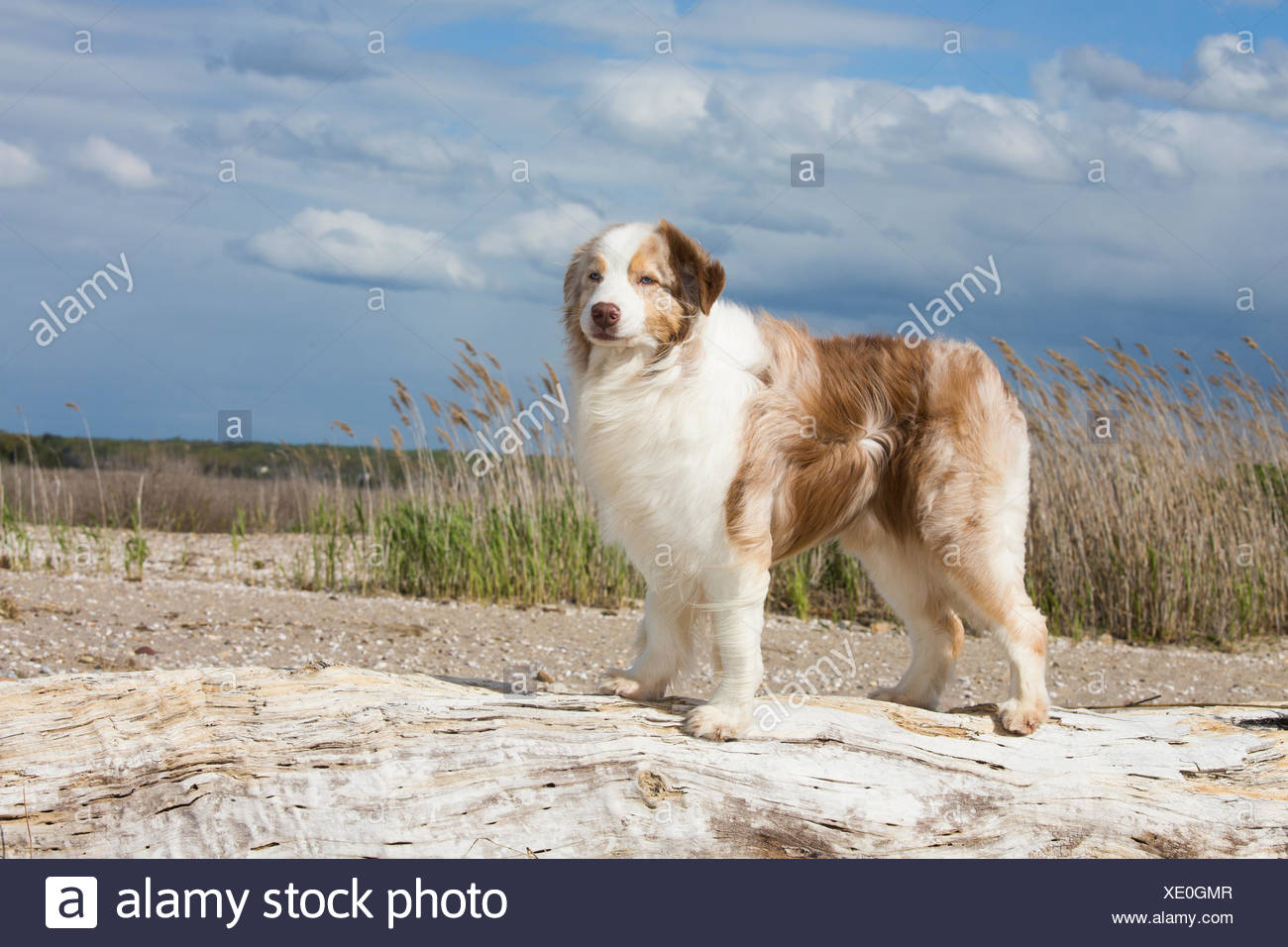 Australian Shepherd Beach High Resolution Stock Photography and Images ...