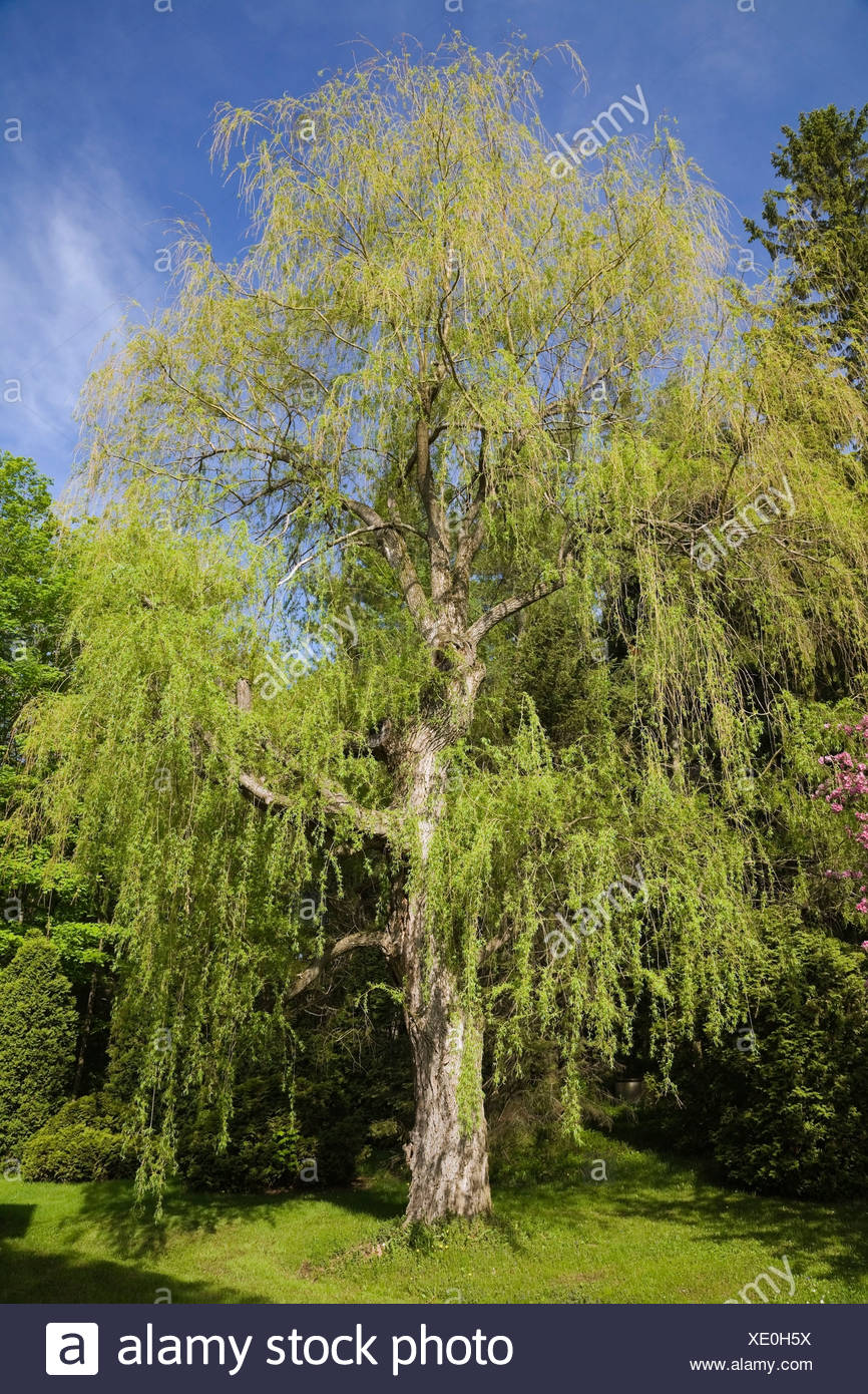 Weeping Willow Tree High Resolution Stock Photography and Images - Alamy