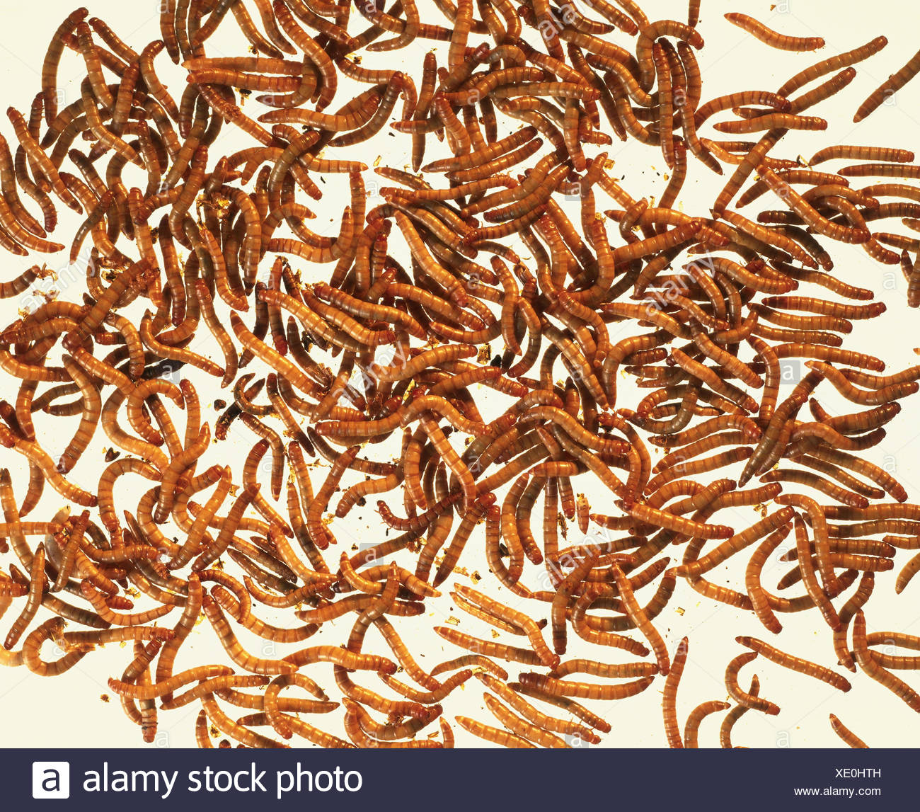 Mealworm Larvae Stock Photos & Mealworm Larvae Stock Images - Alamy