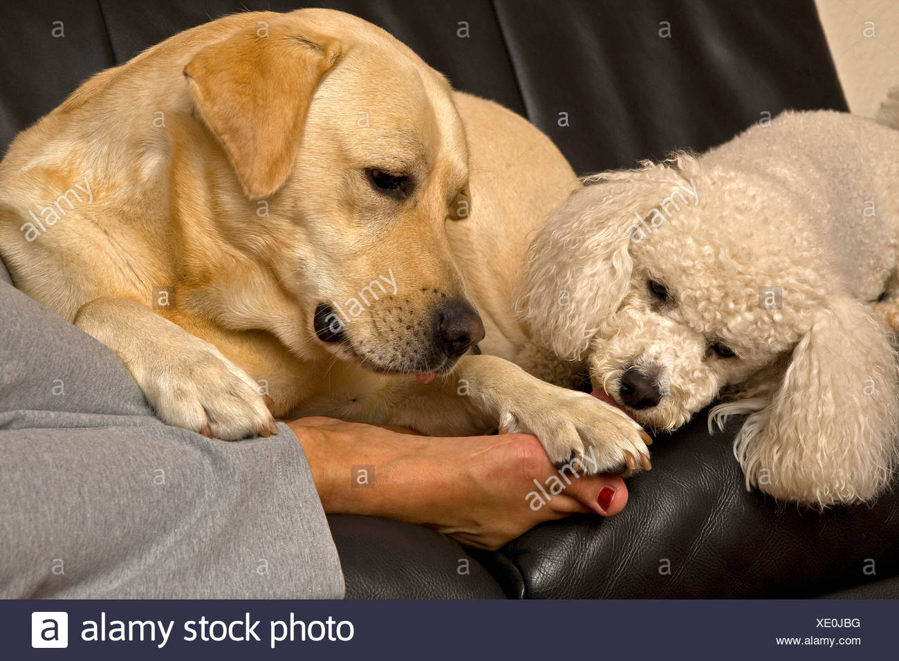 Subservience High Resolution Stock Photography and Images - Alamy
