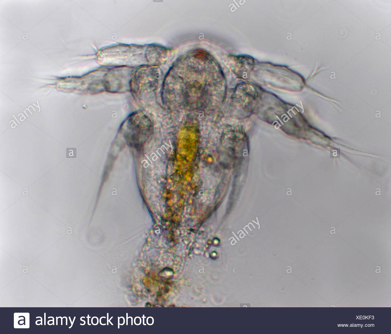 Cyclops Copepod Stock Photos & Cyclops Copepod Stock Images - Alamy