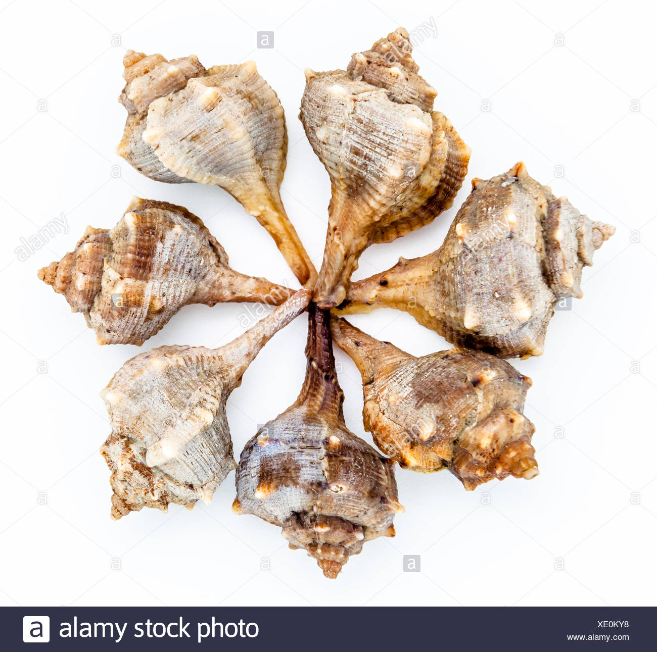 Murex Purple Dye High Resolution Stock Photography and Images - Alamy