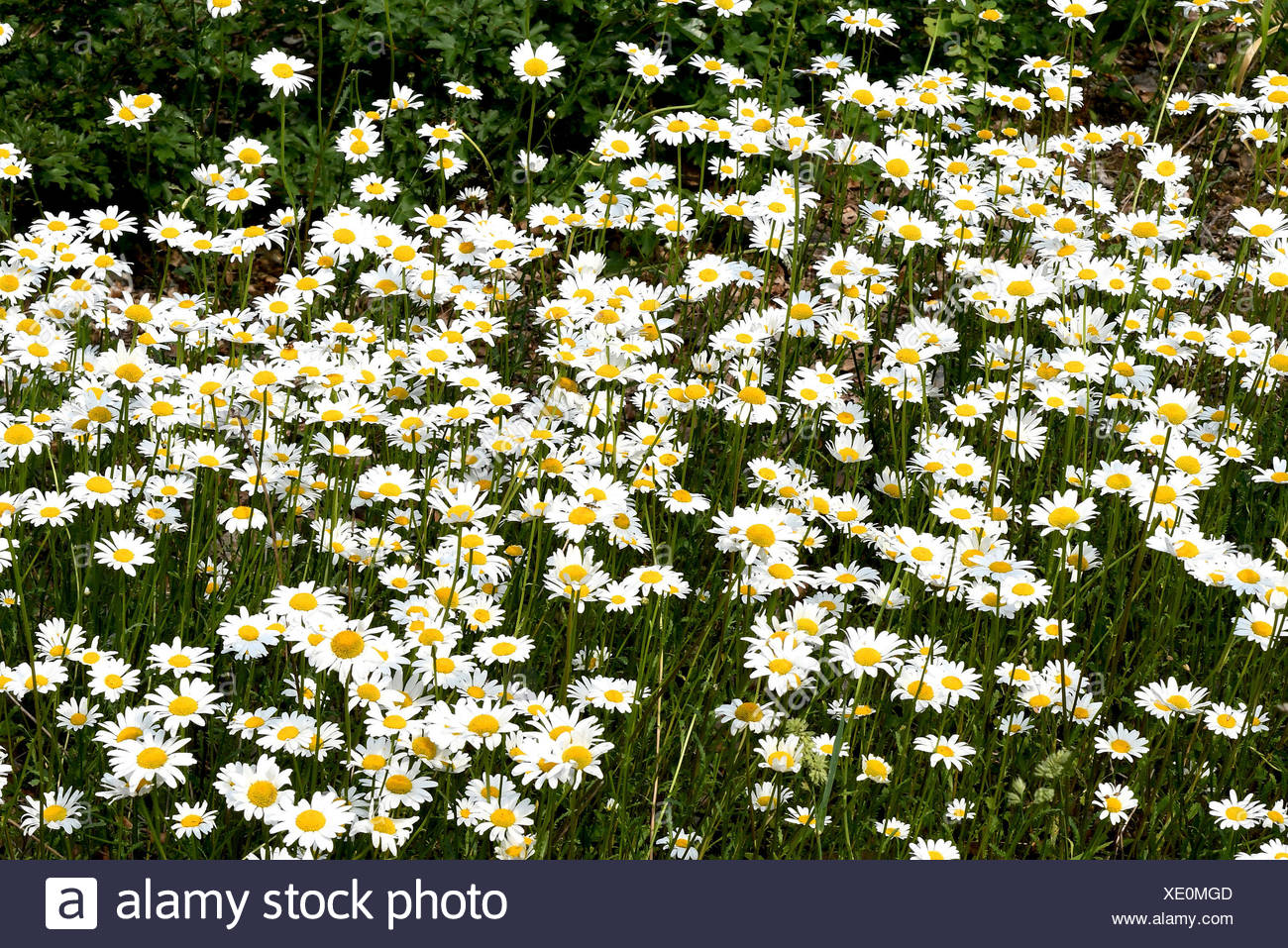 Moon Daisy High Resolution Stock Photography and Images - Alamy