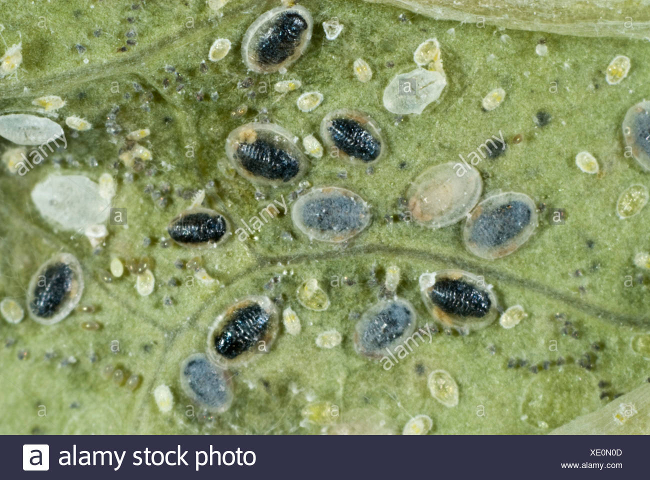 Whitefly Aleyrodidae High Resolution Stock Photography and Images - Alamy